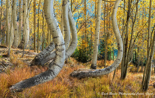Dancing Aspens | Ophir, Colorado | Back Roads Photography/Curtis Ghent Photography