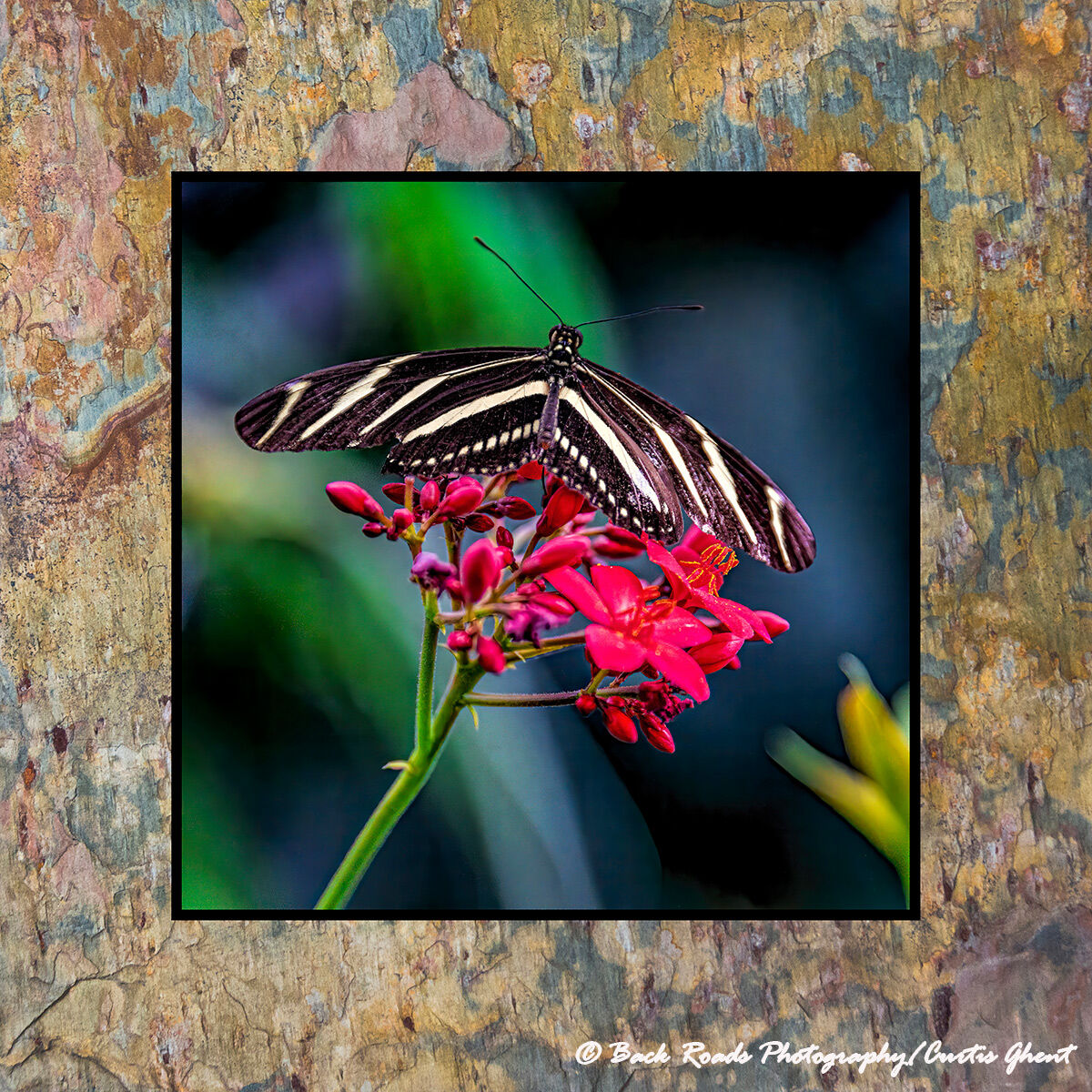 Black Butterfly on Slate | Butterfly House, Ft. Collins, Colorado ...