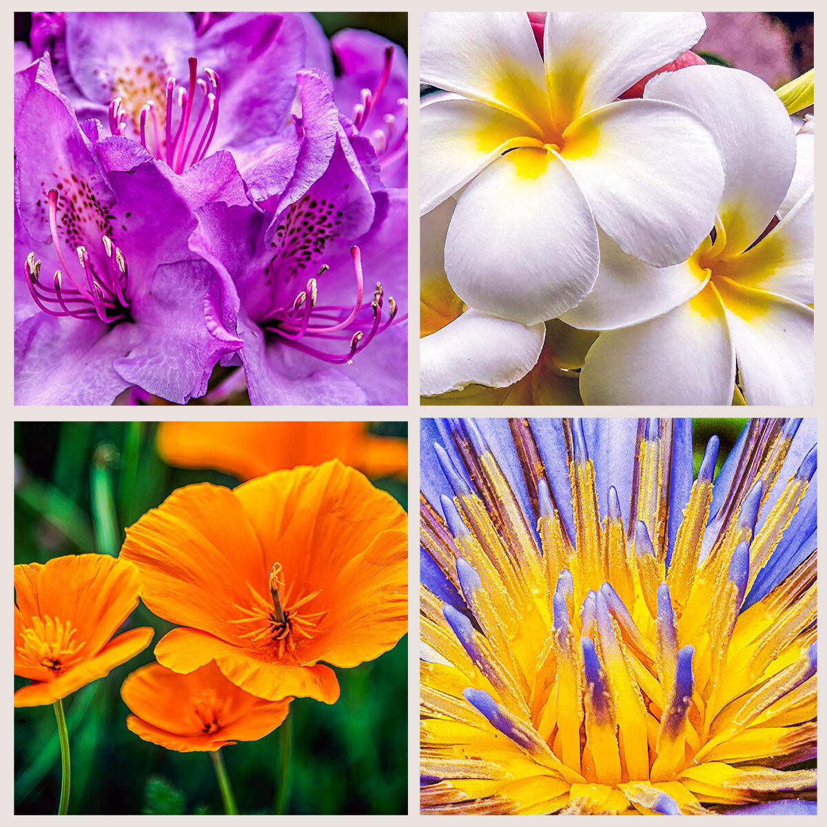 Essentials 4 Pak Flora | Various | Back Roads Photography/Curtis Ghent ...