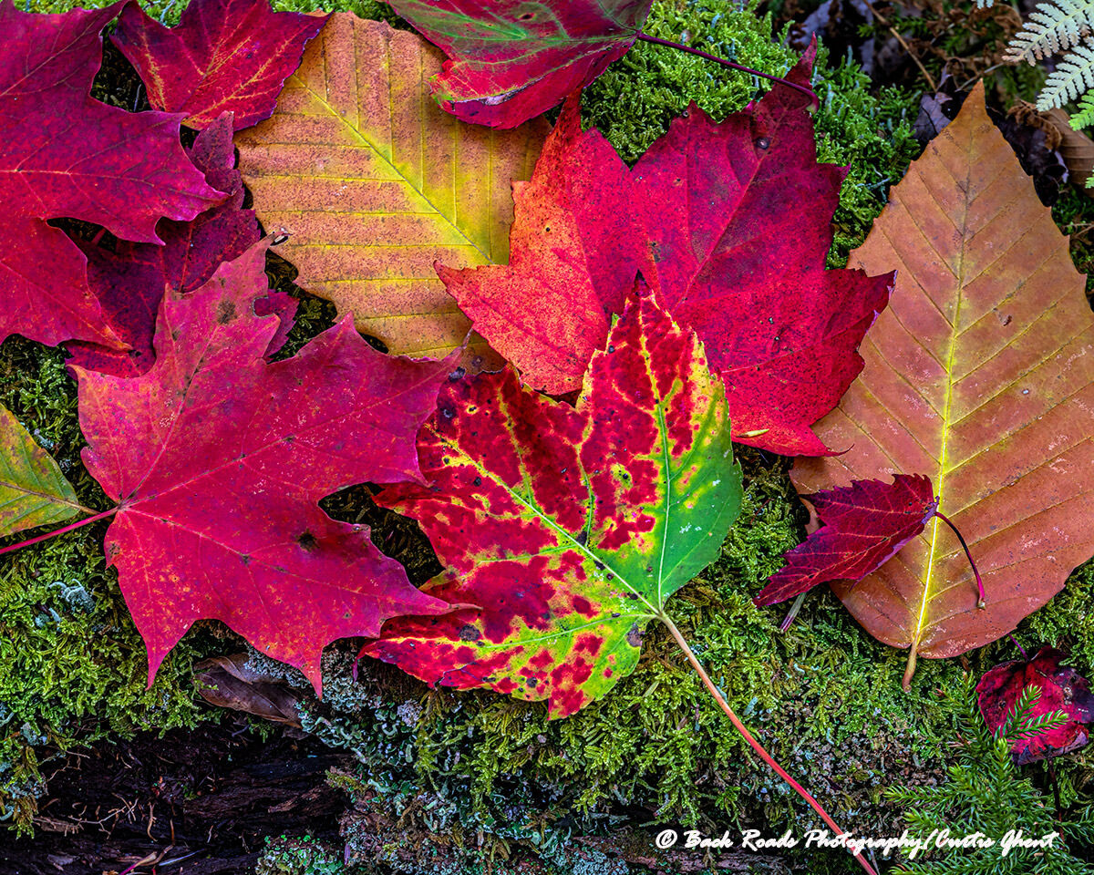Fall Leaves | Blackwater Falls State Park, West Virginia | Back Roads ...