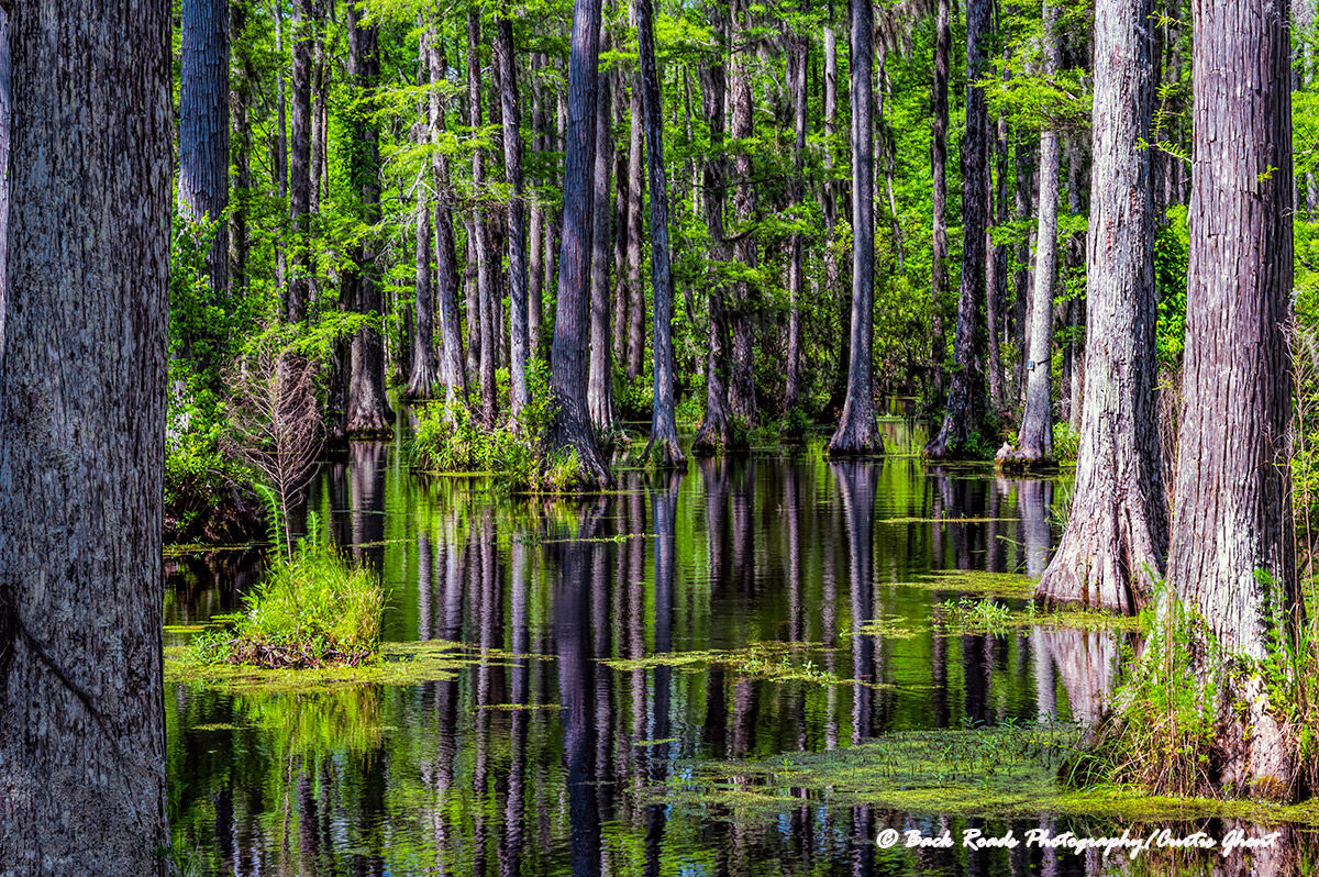 Magnolia Cypress Swamp II | Charleston, South Carolina | Back Roads ...