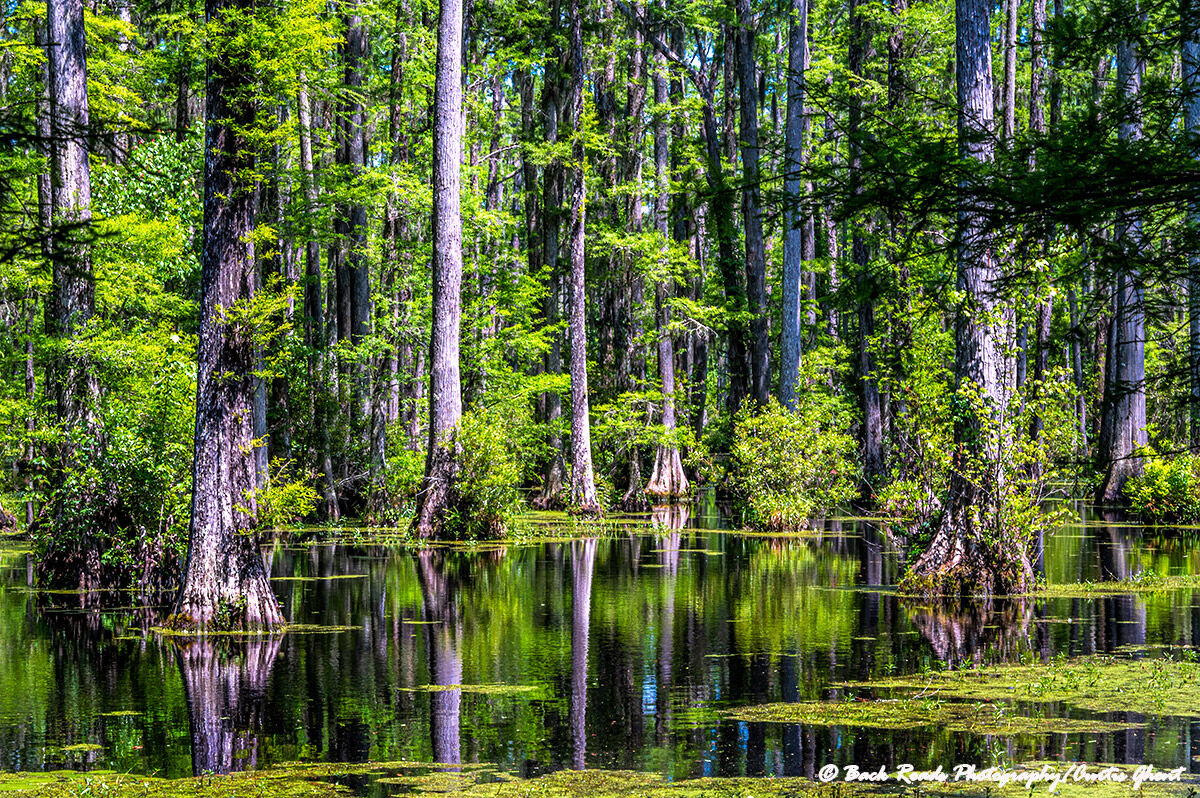 Magnolia Plantation Cypress Swamp III | Charleston, South Carolina ...