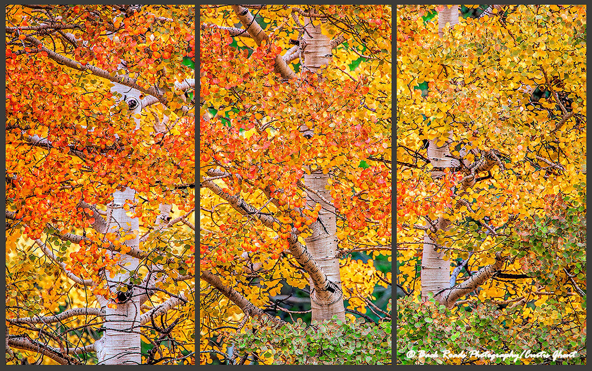 Three Fall Aspens Triptych | Rocky Mountain National Park, Colorado ...